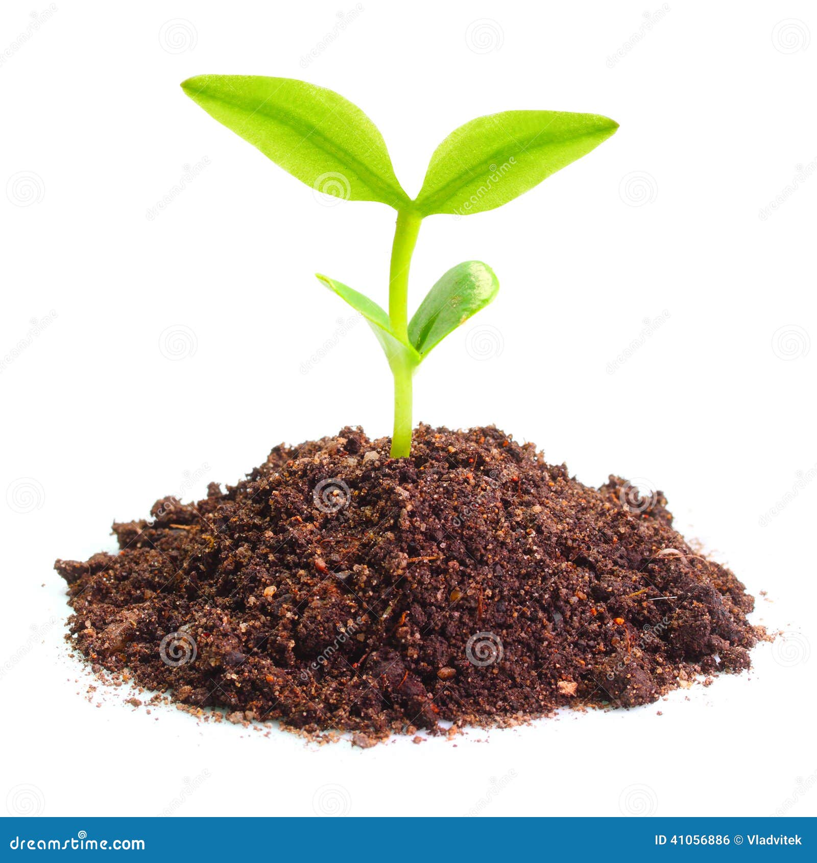 Seedling Royalty-Free Stock Photography | CartoonDealer.com #18961163