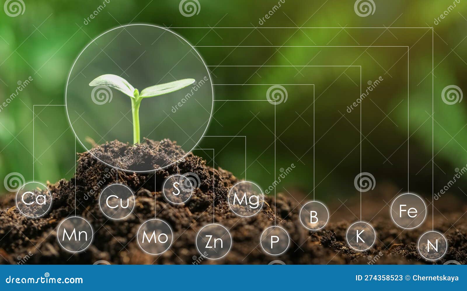 Young Seedling Growing in Soil and Scheme with Chemical Elements Stock ...