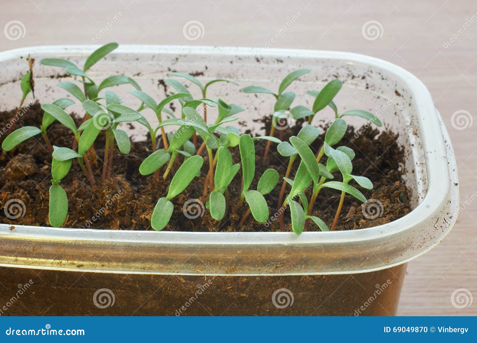Young Seedling Marigold Plant Stock Photo - Image of garden, seedling ...