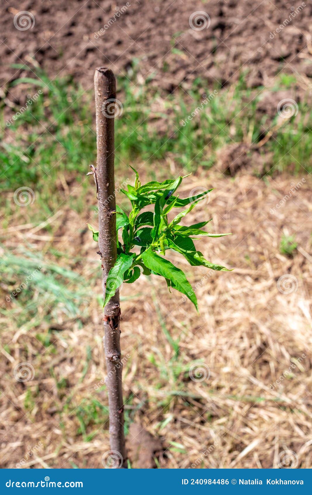 A Young Seedling of a Peach Tree. Growing and Caring for Fruit Trees in ...