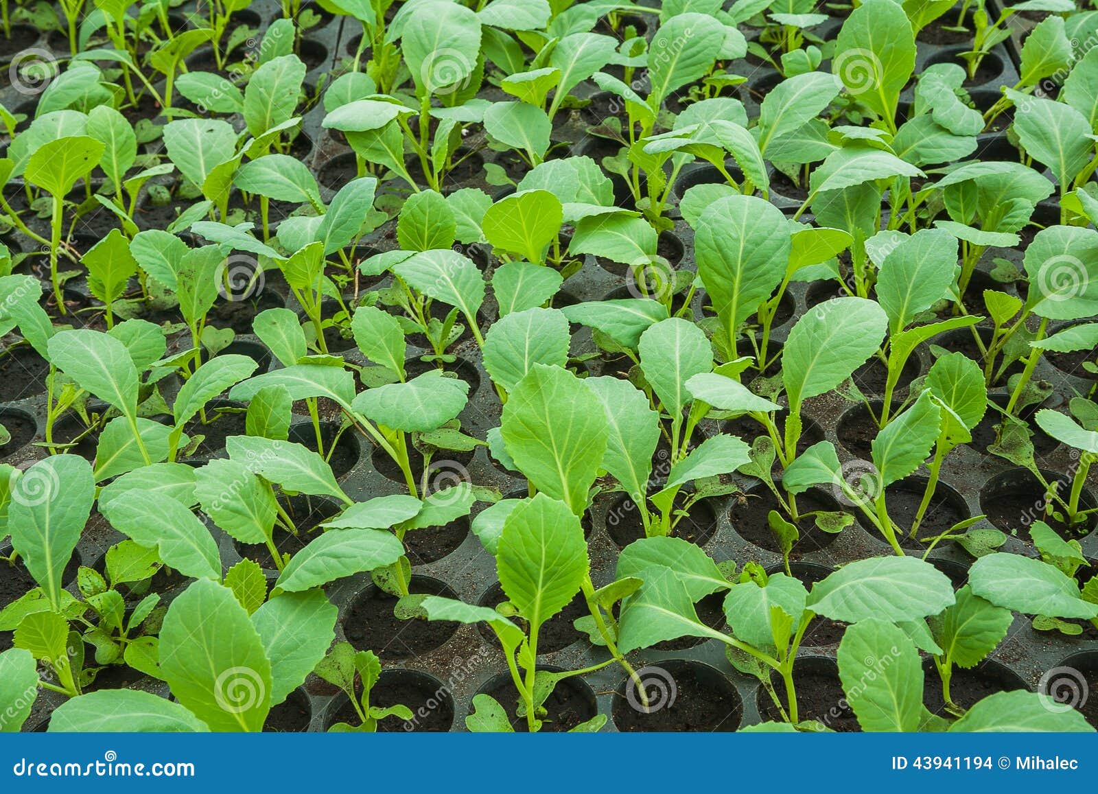 Young Seedlings of Cabbage on the Vegetable Tray Stock Photo - Image of ...