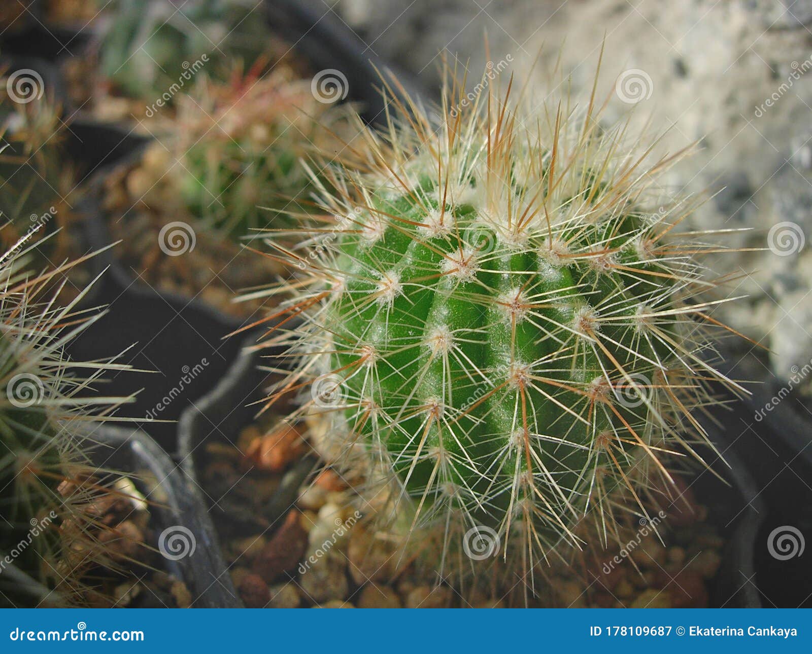 Young Seedlings of Cactus Notocactus Horstii Stock Image - Image of ...