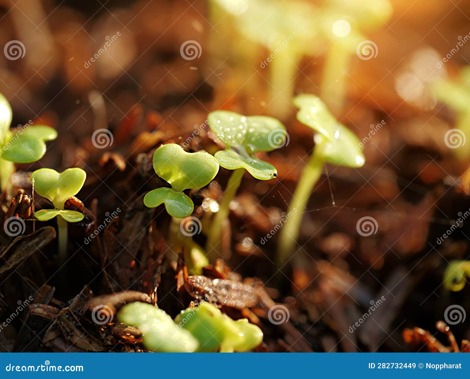 Young Seedlings Germinate from Seed Stock Image - Image of growth ...