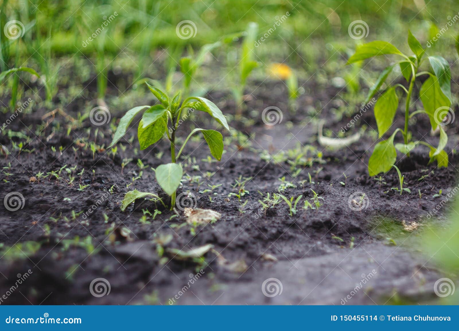 Young Seedlings Planted in the Garden in Even Rows Stock Photo - Image ...