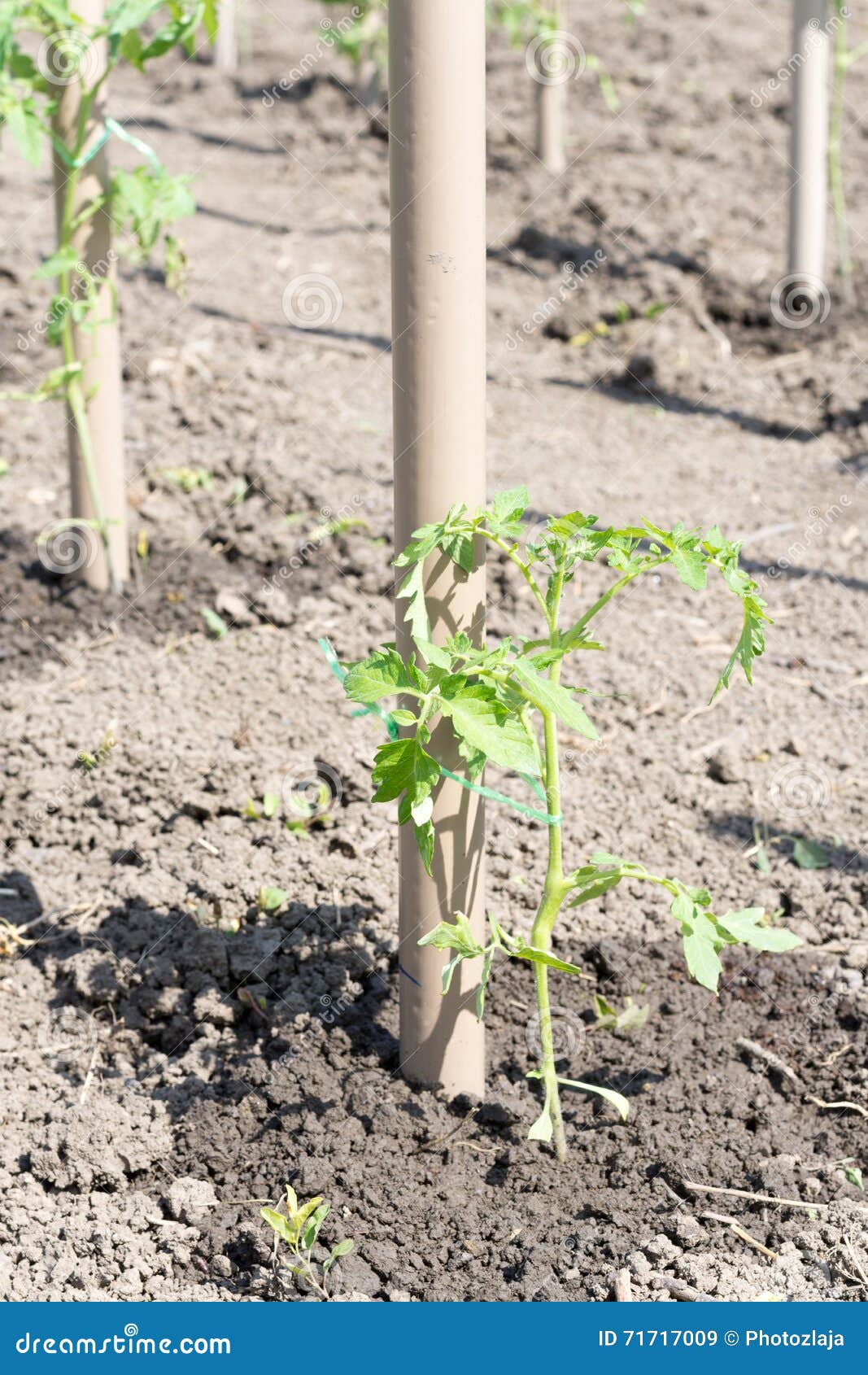 Young Seedlings of Tomatoes Attached To the Poles Stock Image - Image ...