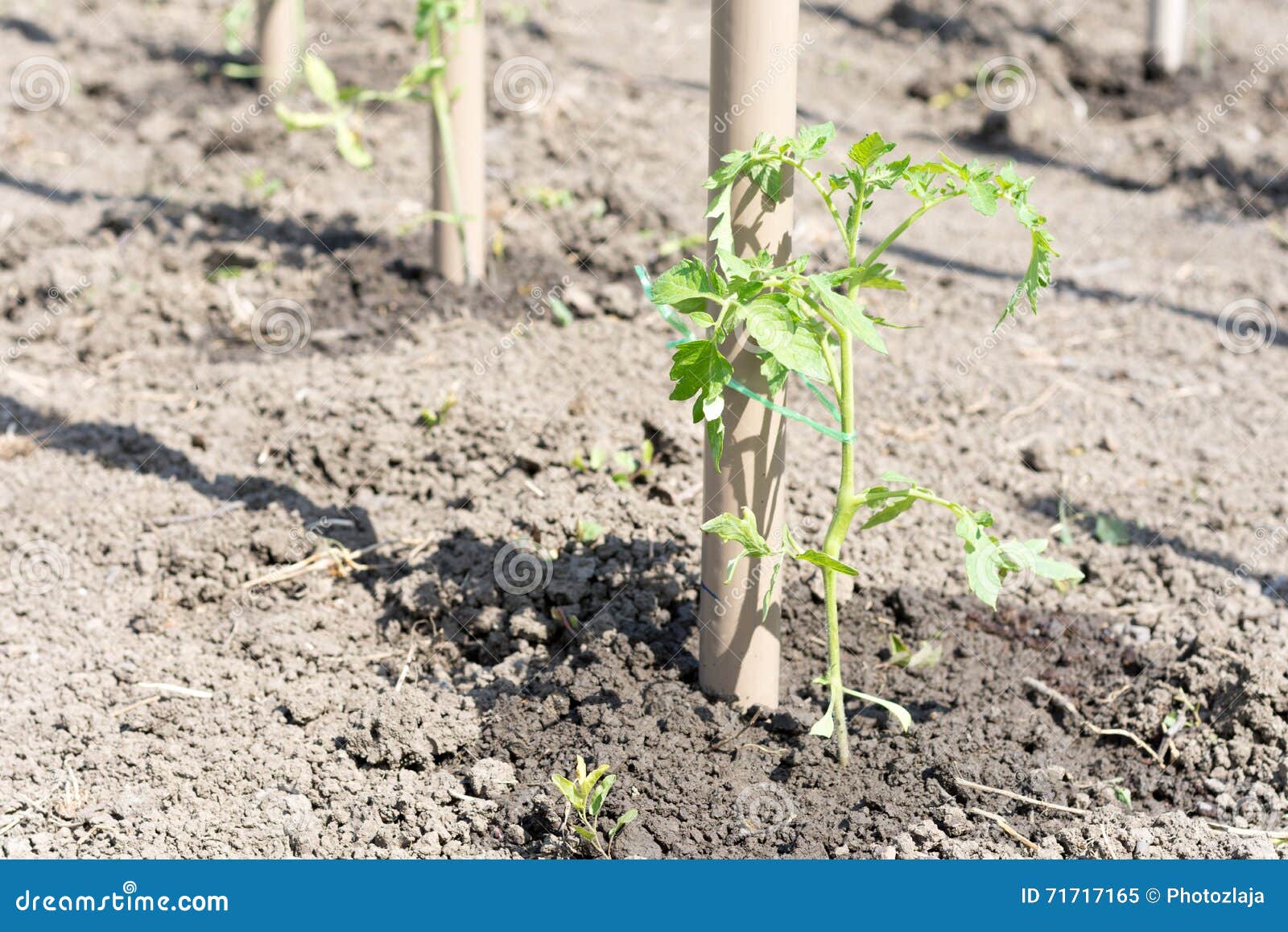 Young Seedlings of Tomatoes Attached To the Poles Stock Image - Image ...