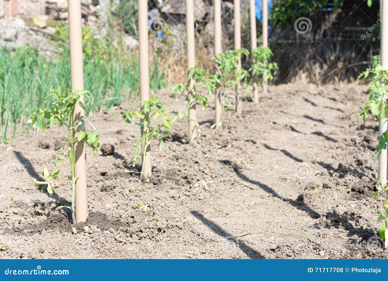 Young Seedlings of Tomatoes Attached To the Poles Stock Photo - Image ...