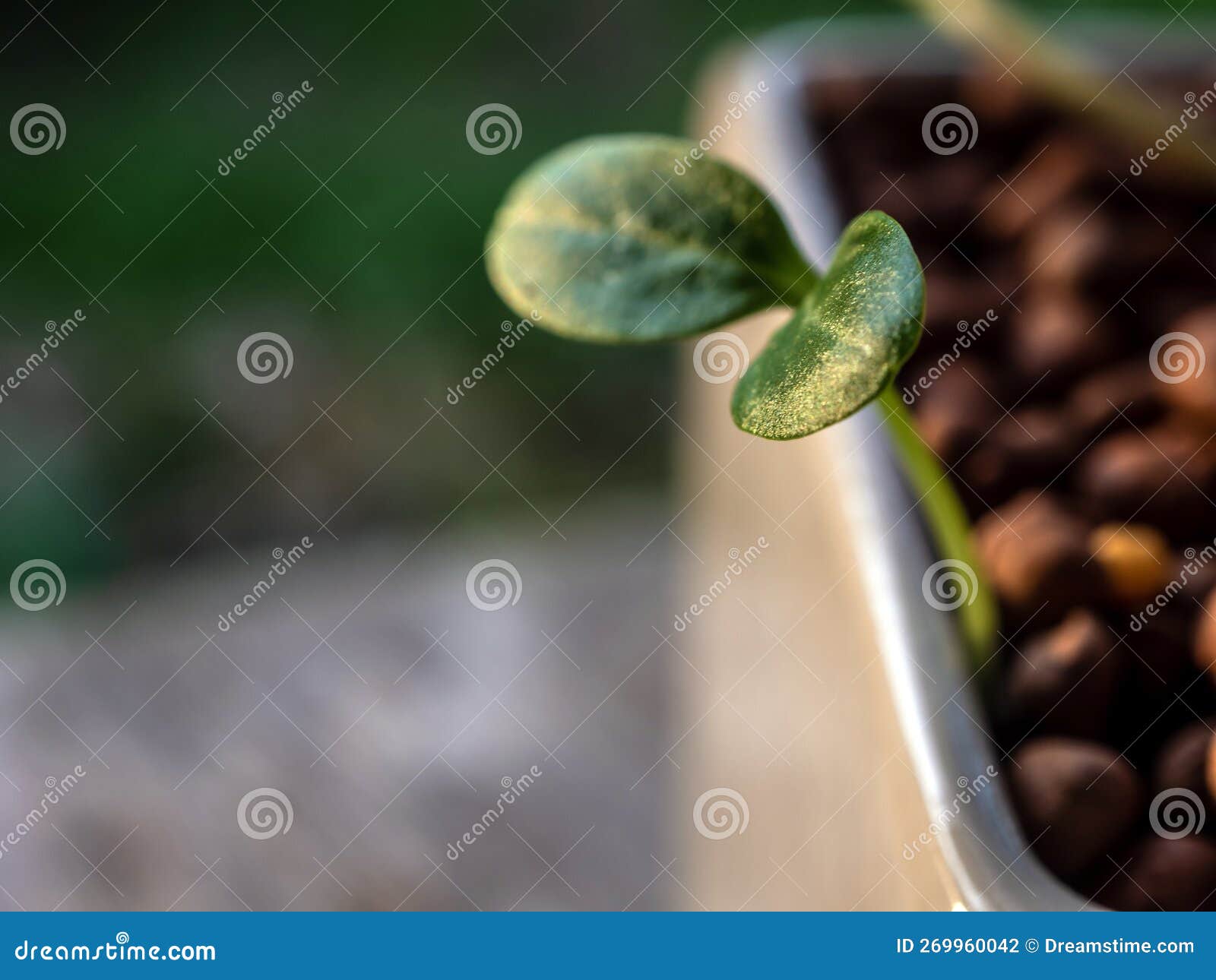 Young Seedlings of Weed Growth in the Pot Stock Photo - Image of soil ...