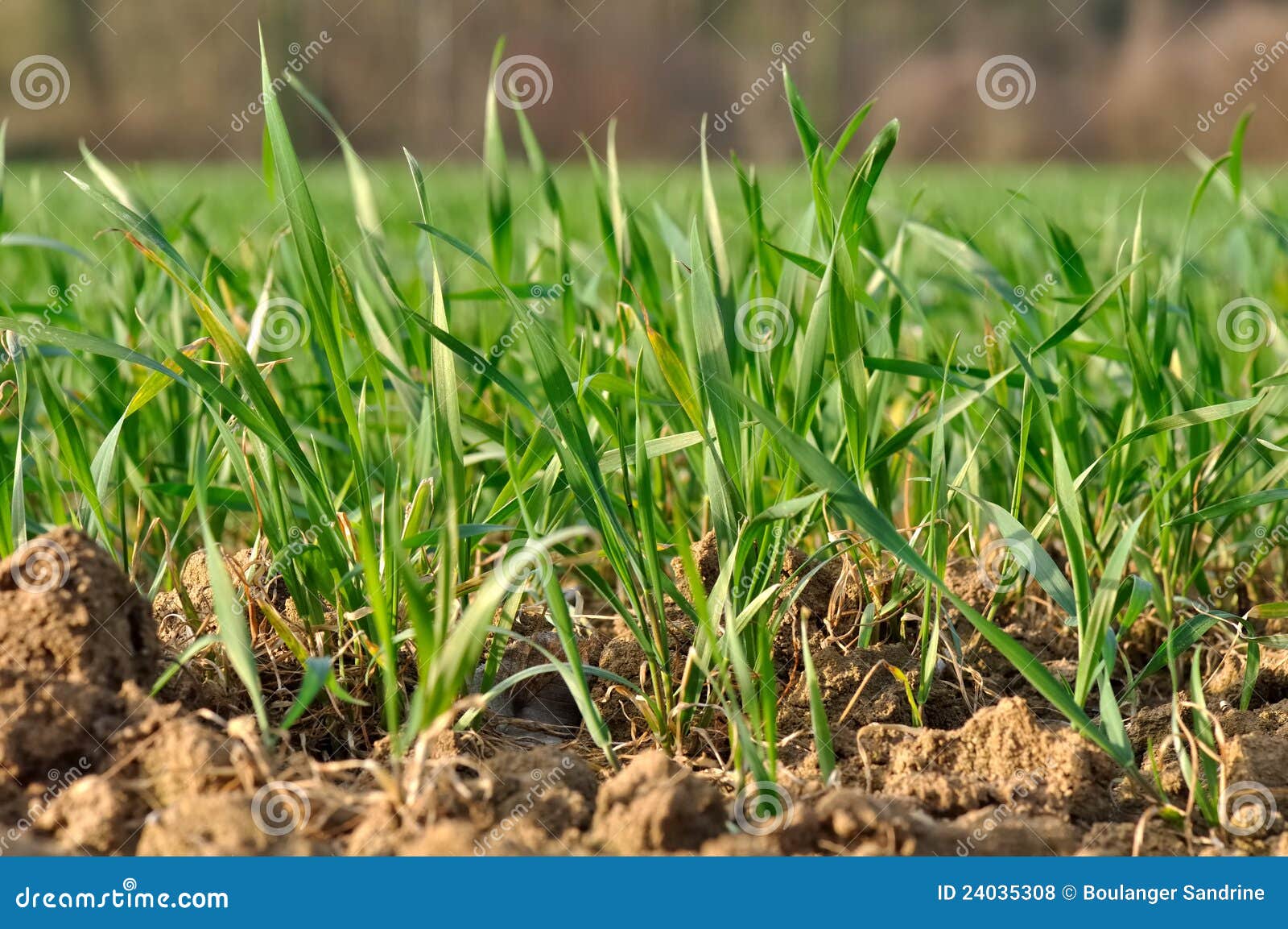 Young seedlings of wheat stock photo. Image of agriculture - 24035308