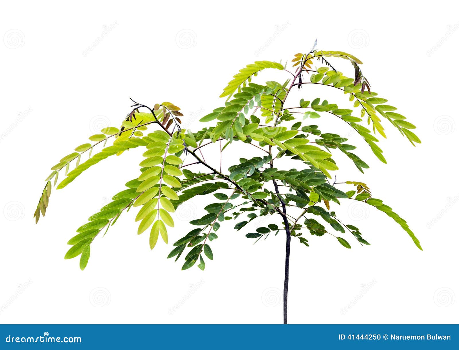 Young Senna Siamea Lam Tree Stock Photo - Image of stem, tree: 41444250