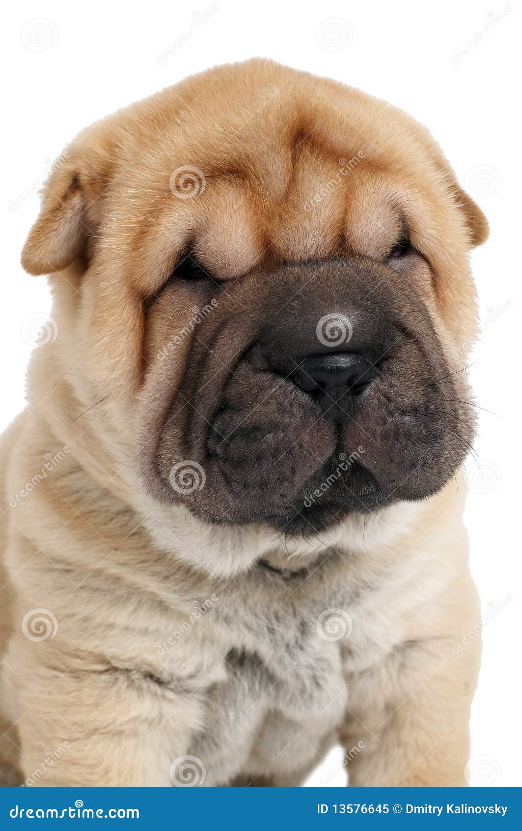Young sharpei puppy dog stock image. Image of shar, snout - 13576645