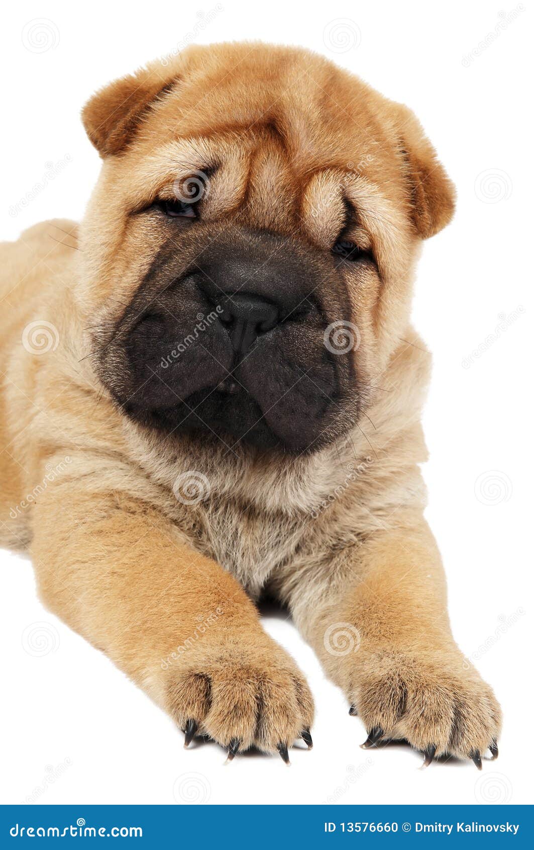Young sharpei puppy dog stock photo. Image of puppy, white - 13576660