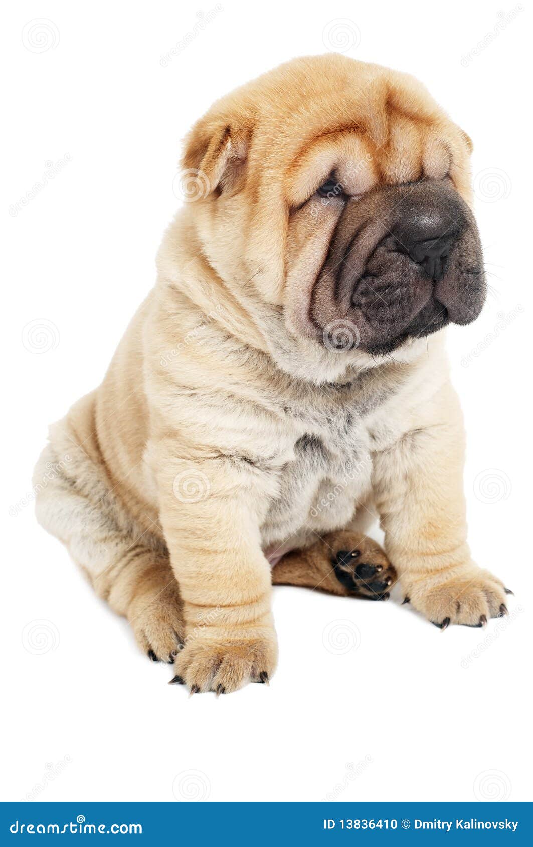 Young sharpei puppy dog stock photo. Image of beige, snout - 13836410
