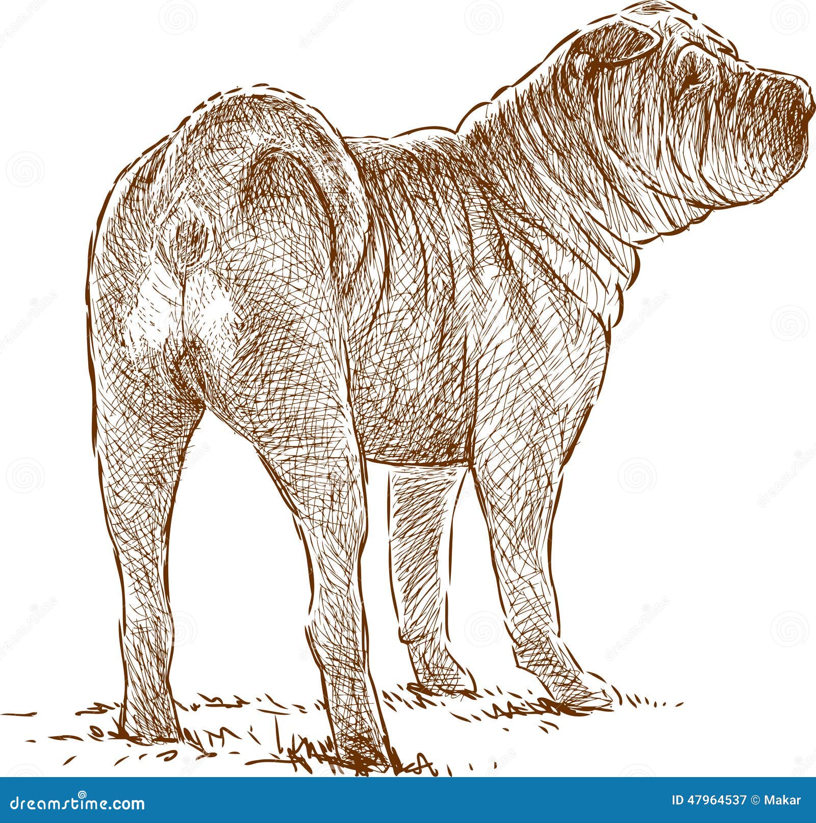 Young sharpei stock vector. Illustration of purebred - 47964537