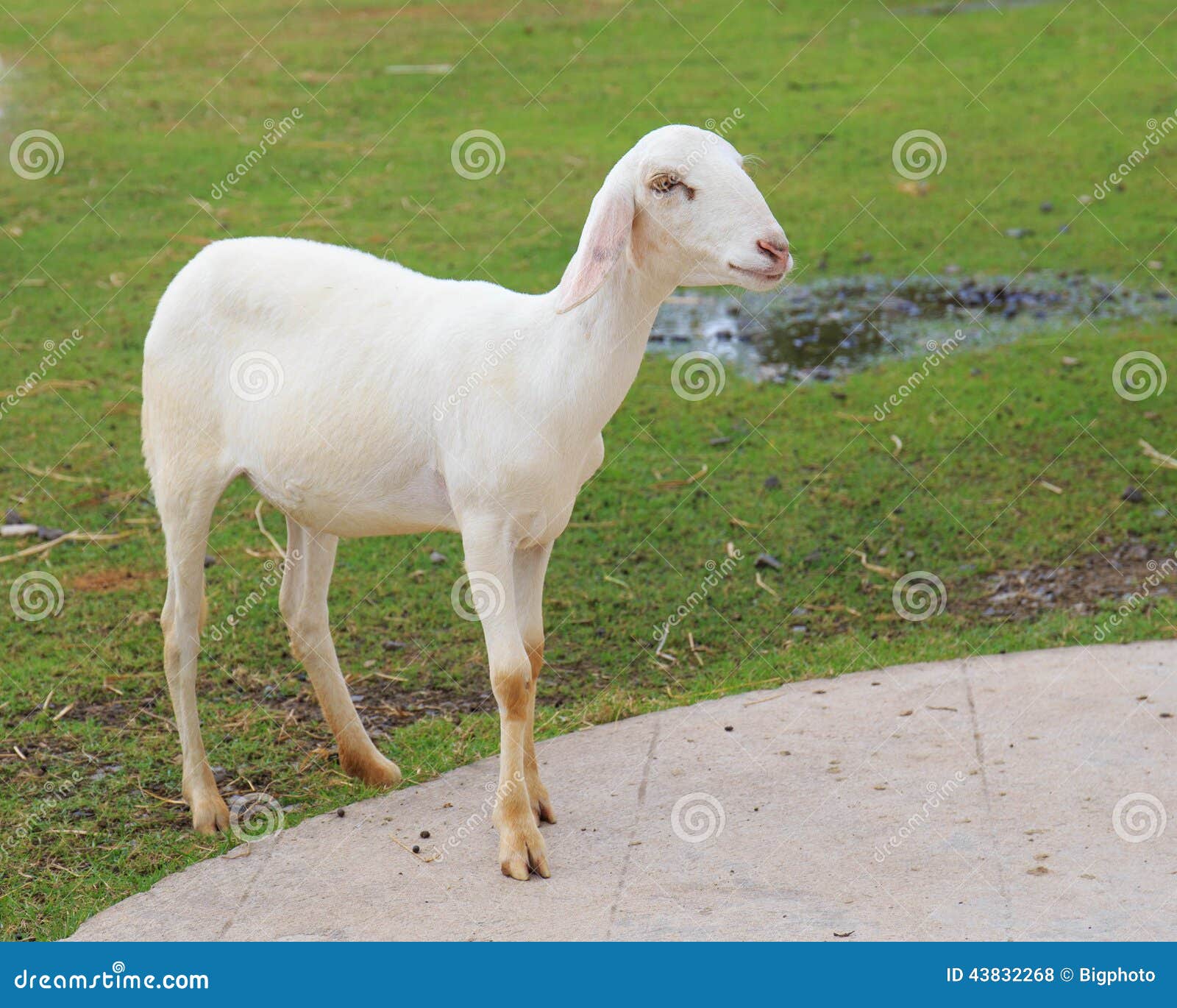 Young Sheared Sheep in Farm Stock Photo - Image of lamb, farm: 43832268