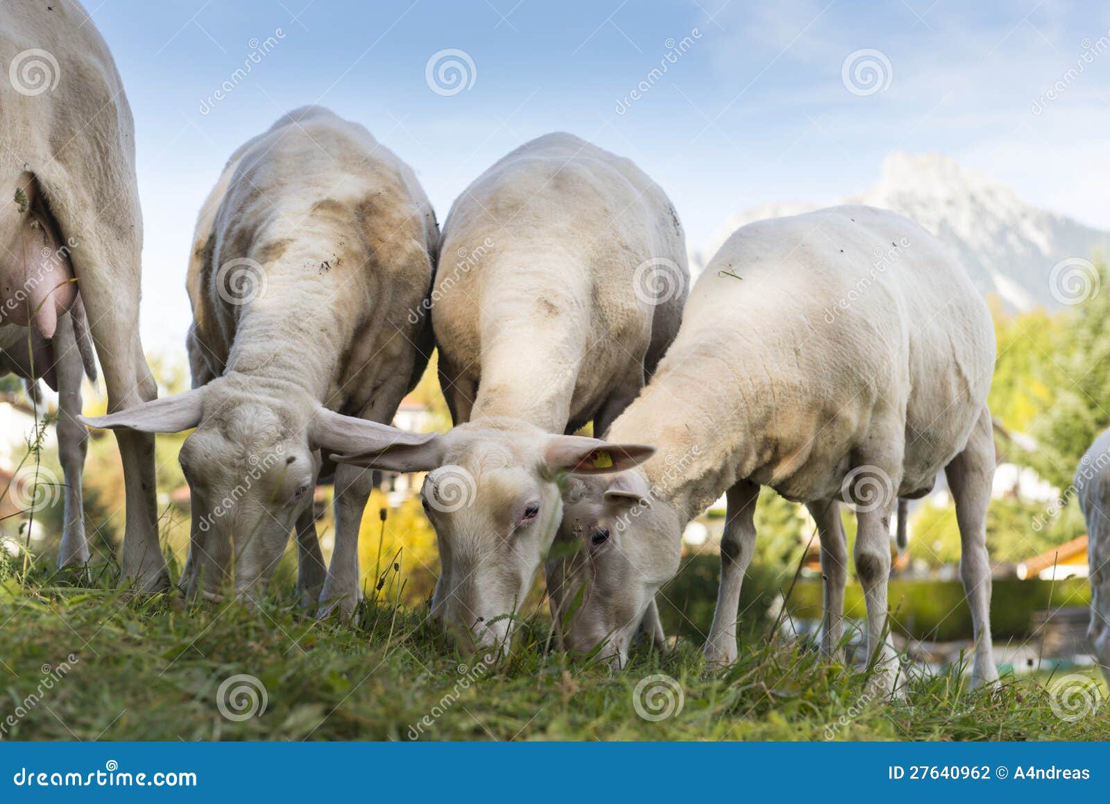 Two Sheared Sheep Amongst Unsheared Sheep Royalty-Free Stock ...