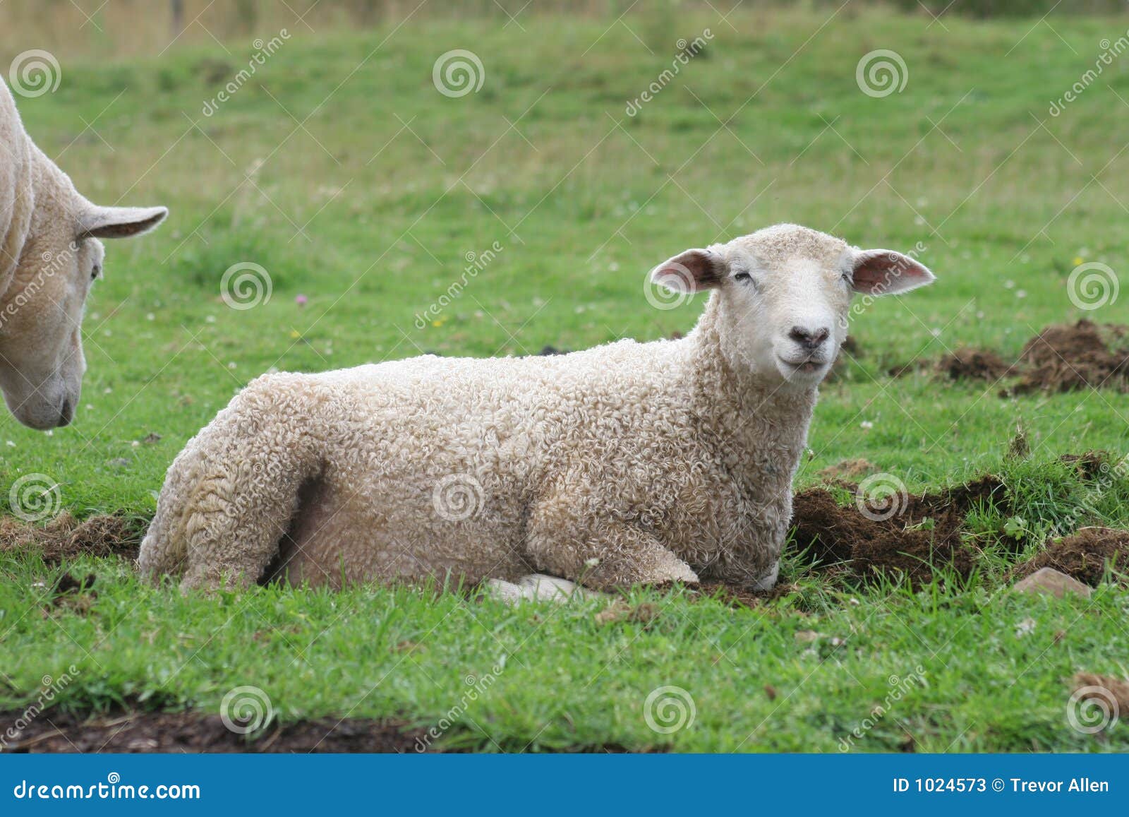 Young Sheep stock image. Image of mammal, face, goofy - 1024573