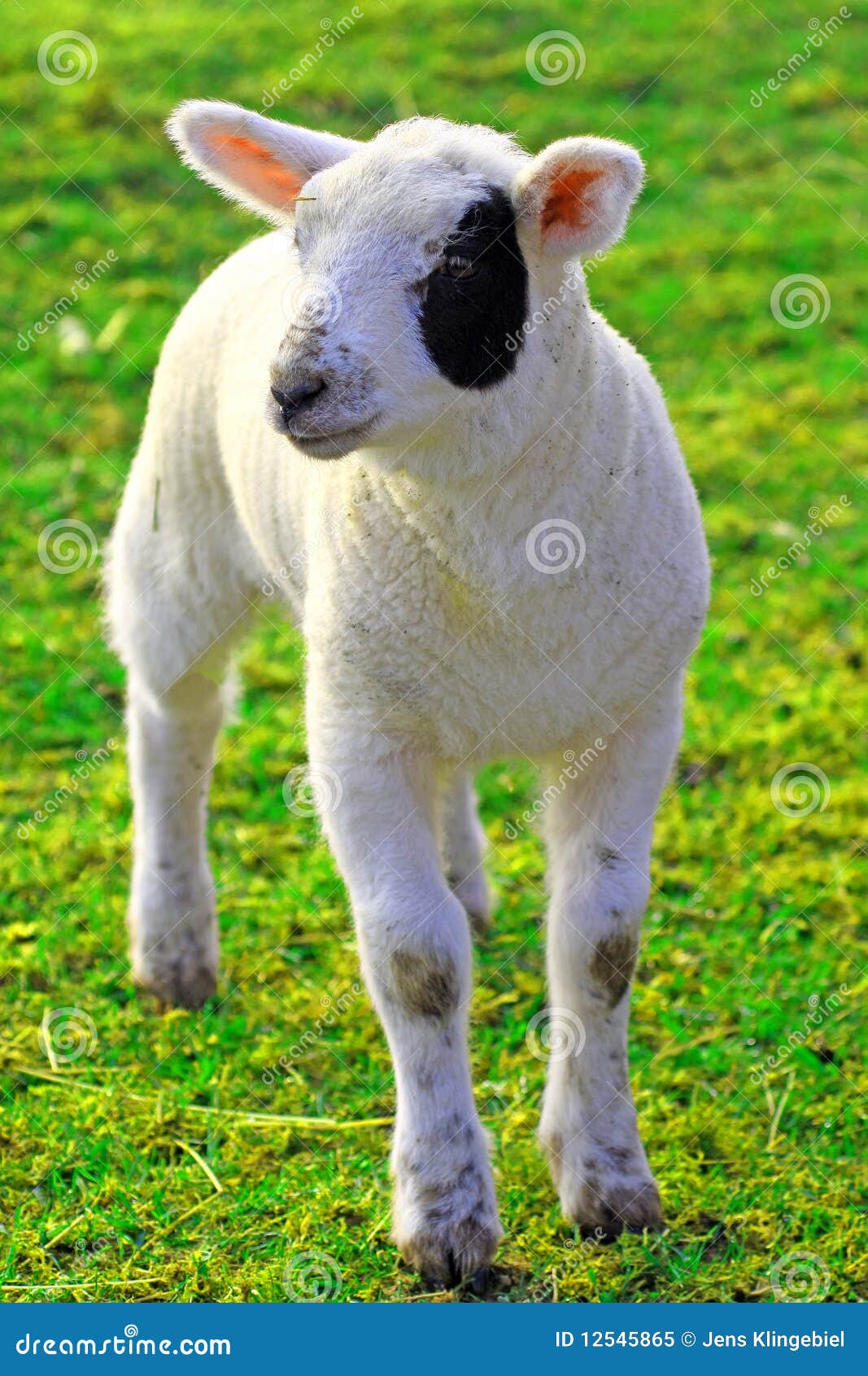 Young sheep stock image. Image of farming, curious, mammal - 12545865