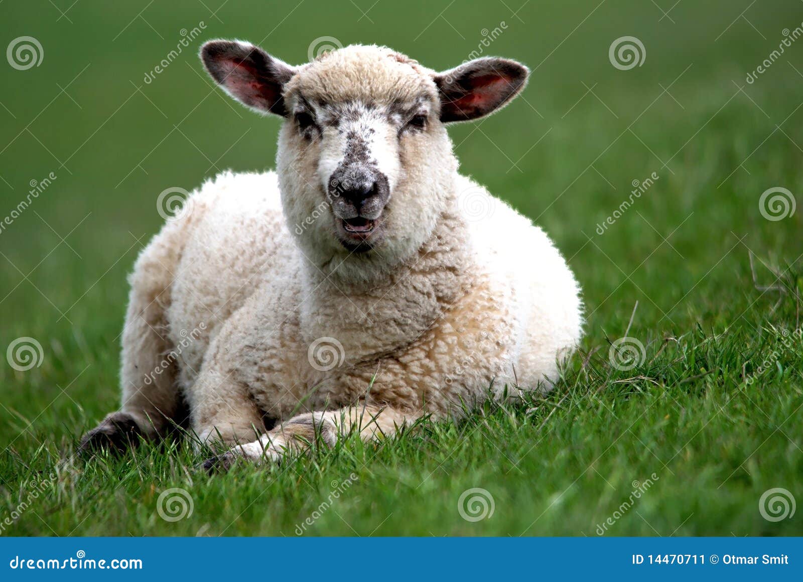 Young sheep stock image. Image of field, grey, mammal - 14470711