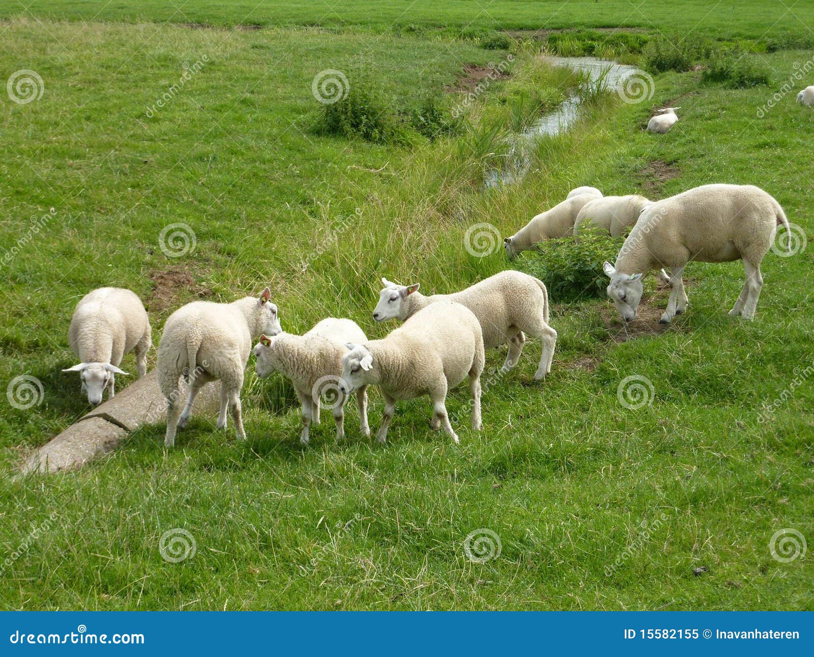 Young sheep stock image. Image of fleece, playing, cute - 15582155