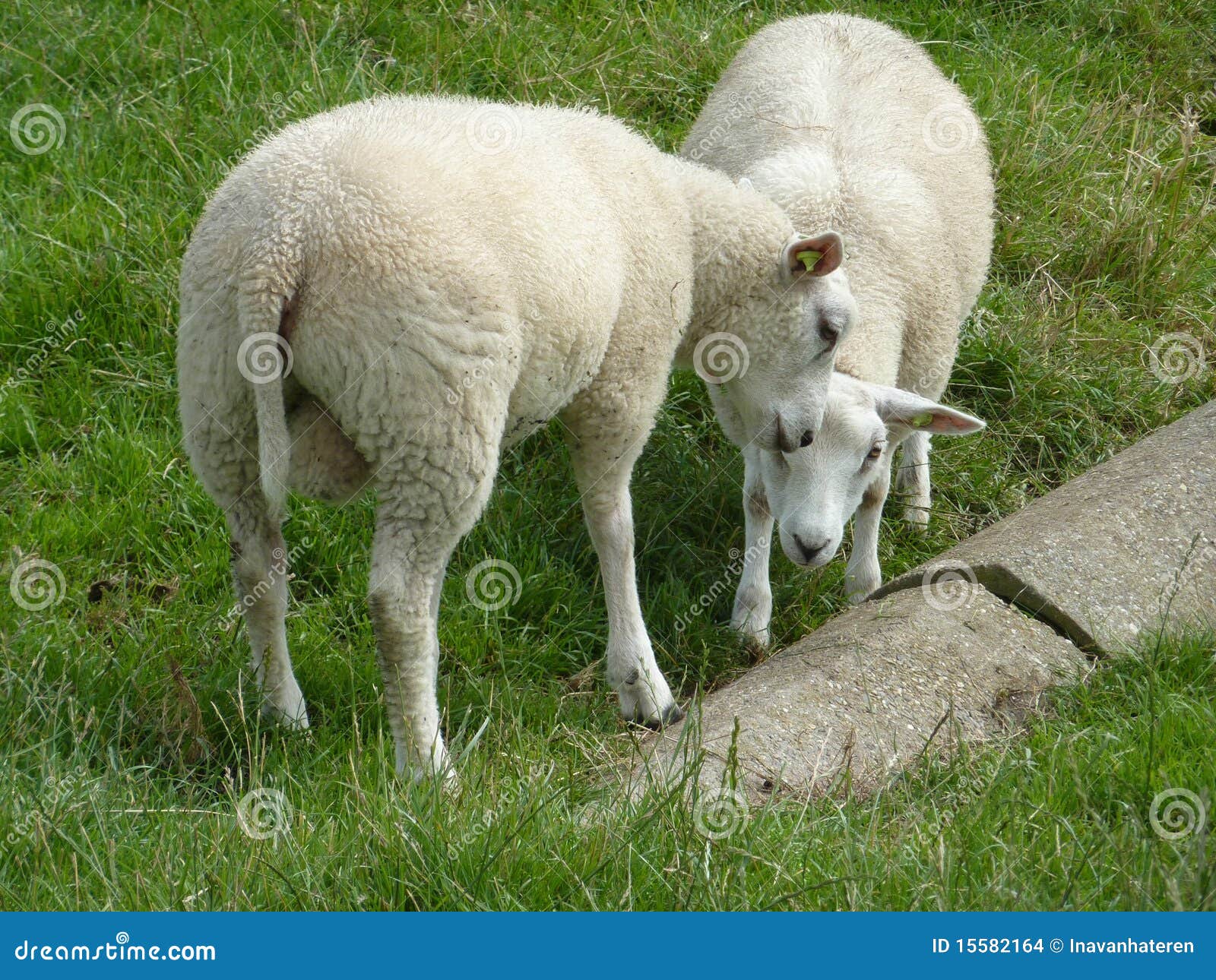 Young sheep stock photo. Image of playing, grown, play - 15582164