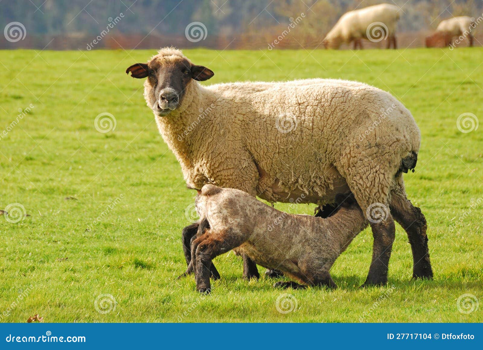 Young Sheep stock photo. Image of field, young, juvenile - 27717104