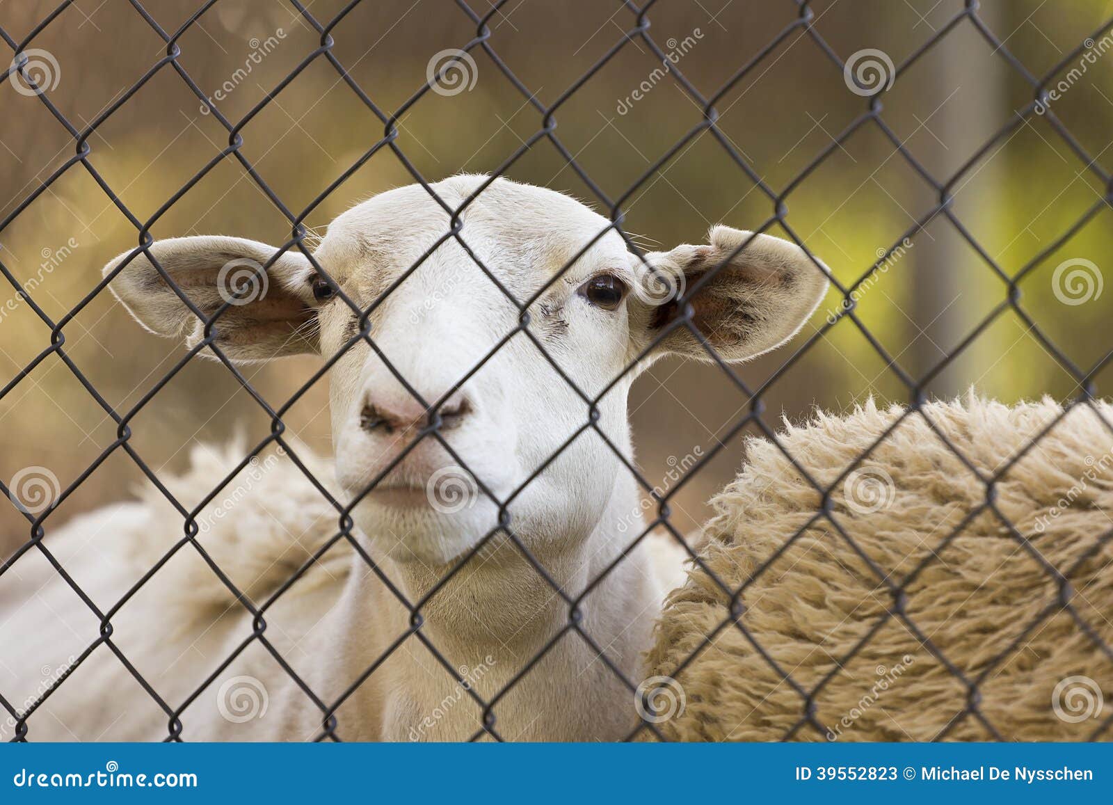 Young Sheep Behind Fence in Touch Farm Stock Image - Image of fence ...