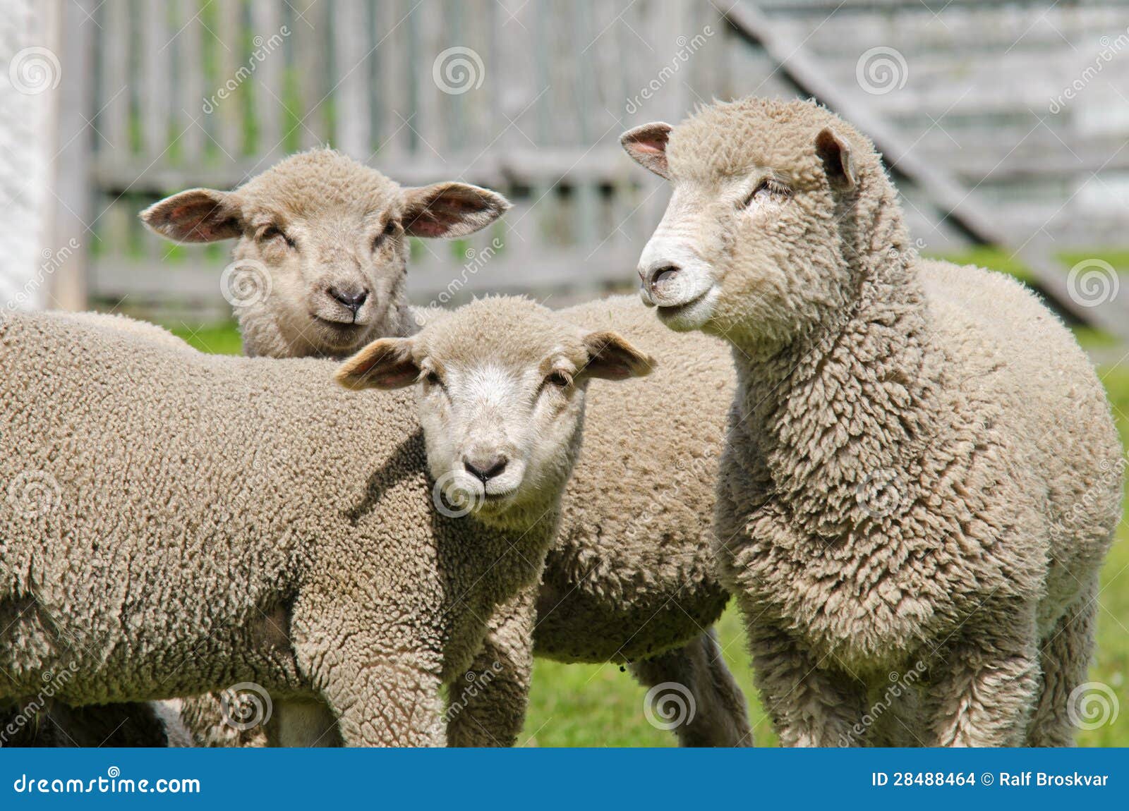 Young Sheep Royalty-Free Stock Image | CartoonDealer.com #47564398