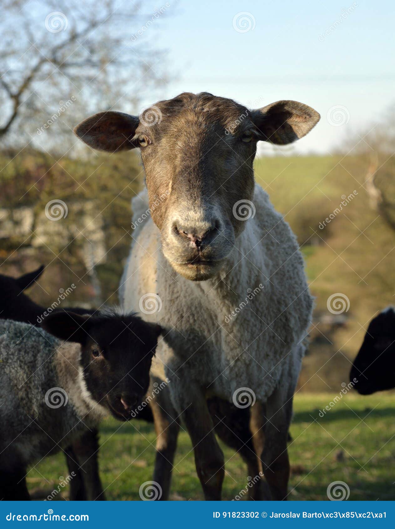 Young sheep stock photo. Image of pasture, nature, head - 91823302