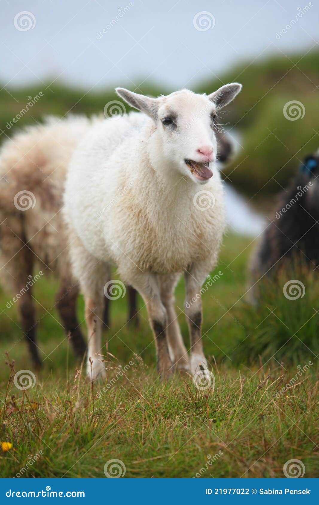 Young Sheep, Lamb Bleating in the Flock Stock Photo - Image of ...