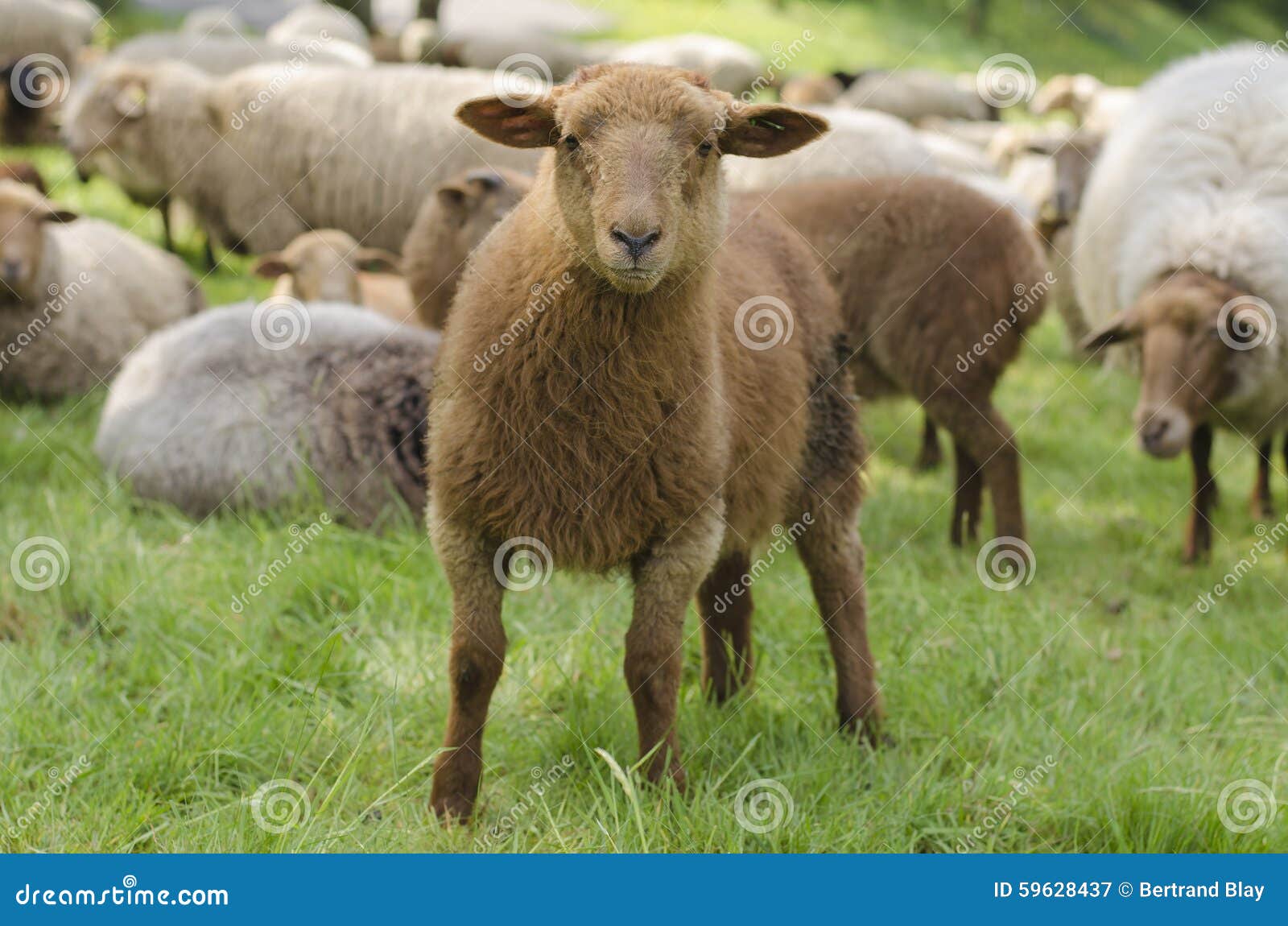 Young Sheep stock image. Image of meadow, sheep, milk - 59628437