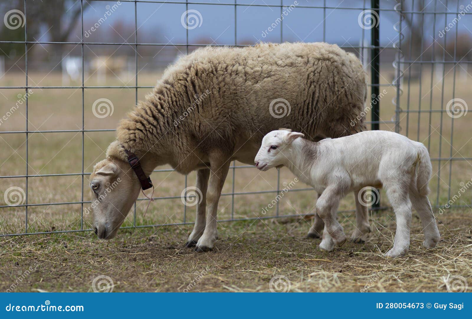 Young Sheep Lamb Following Its Mom Stock Image - Image of rural, animal ...