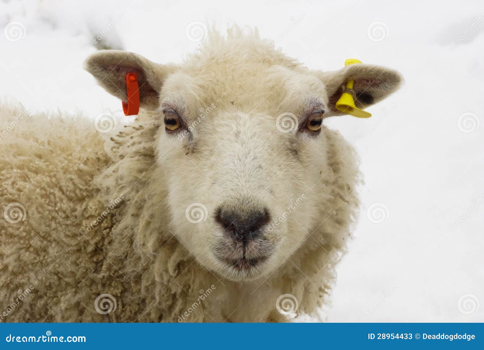 Young Sheep / Lamb on a Winter Day Stock Image - Image of roast, woolly ...