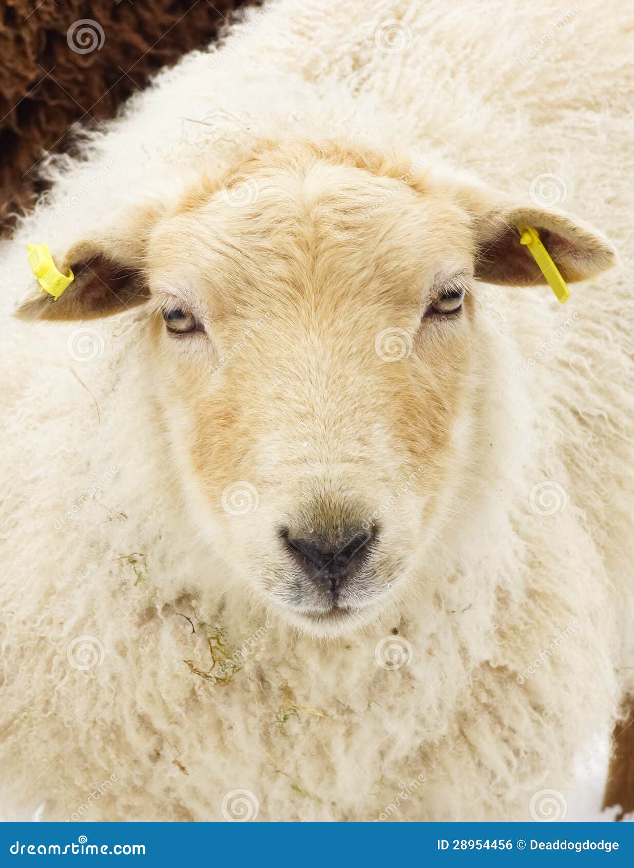 1,445 Cute Lamb Winter Stock Photos - Free & Royalty-Free Stock Photos ...