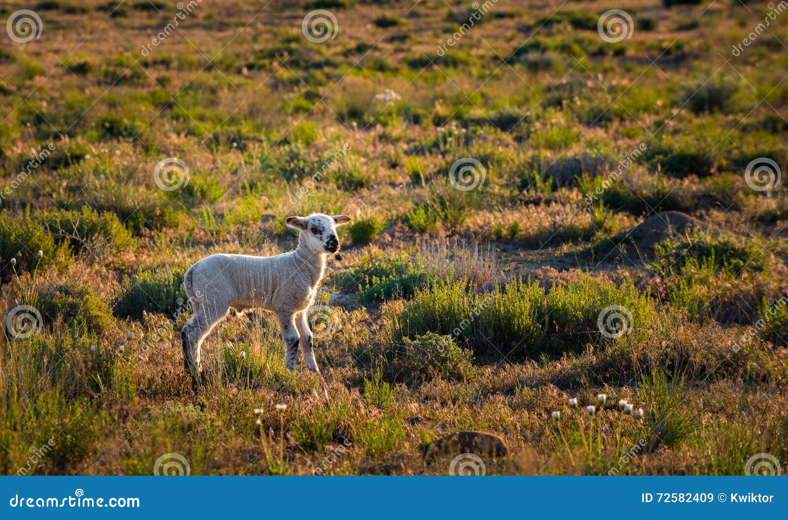 Young Sheep stock image. Image of newborn, green, innocent - 72582409