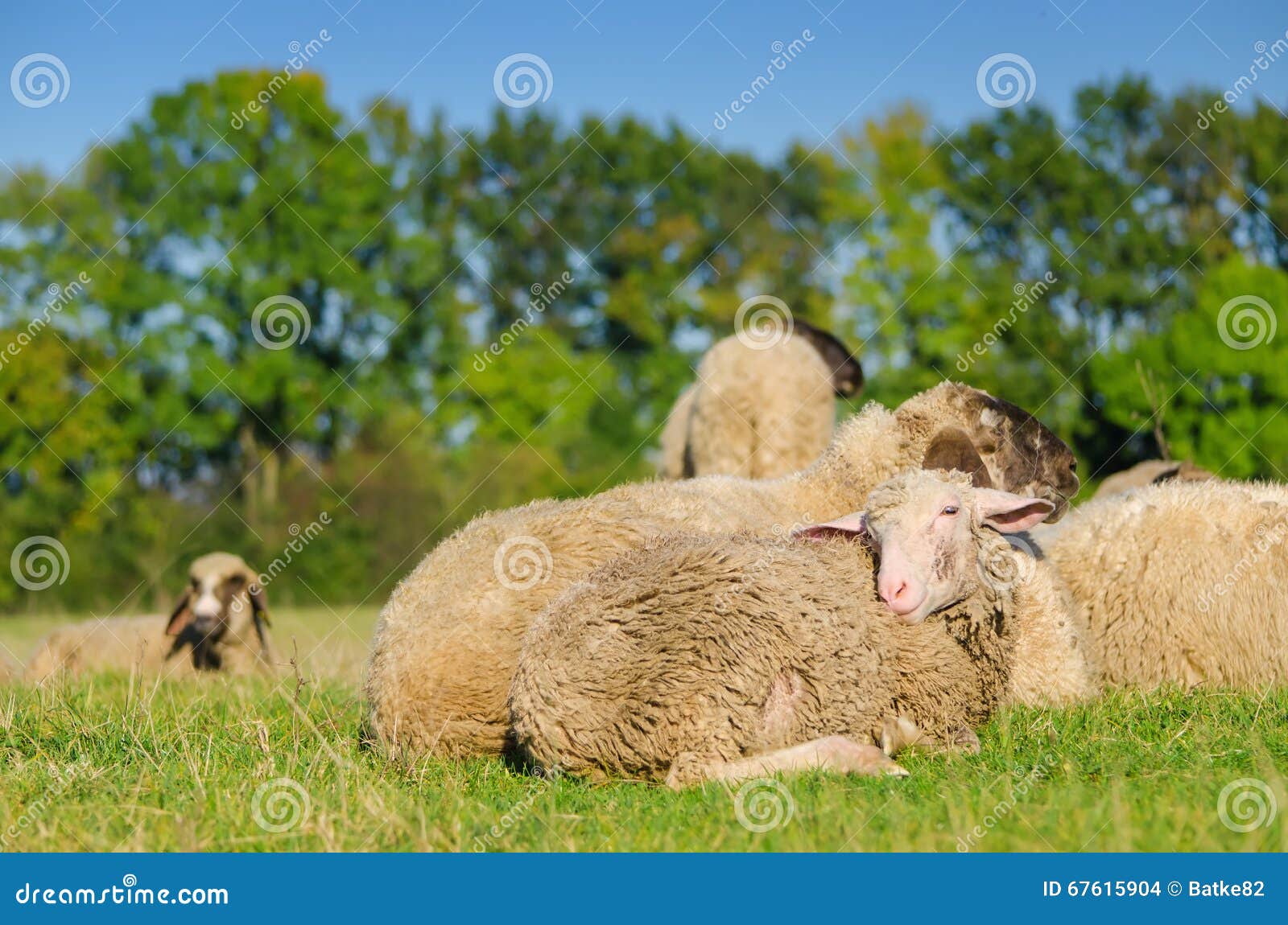 Young Sheep Lying with Flock Stock Photo - Image of family, nature ...
