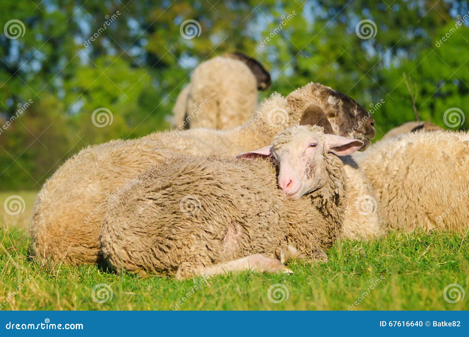 Young sheep lying in flock stock photo. Image of blue - 67616640