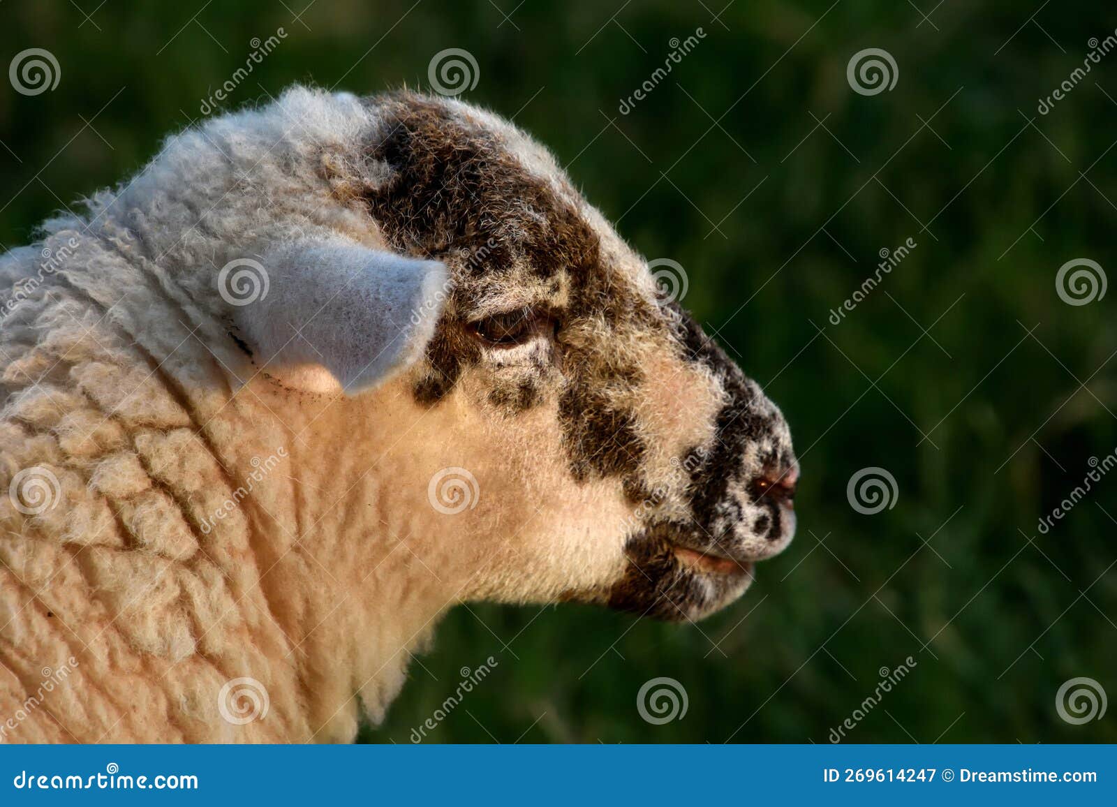 Thinking sheep stock image. Image of goat, mane, future - 269614247