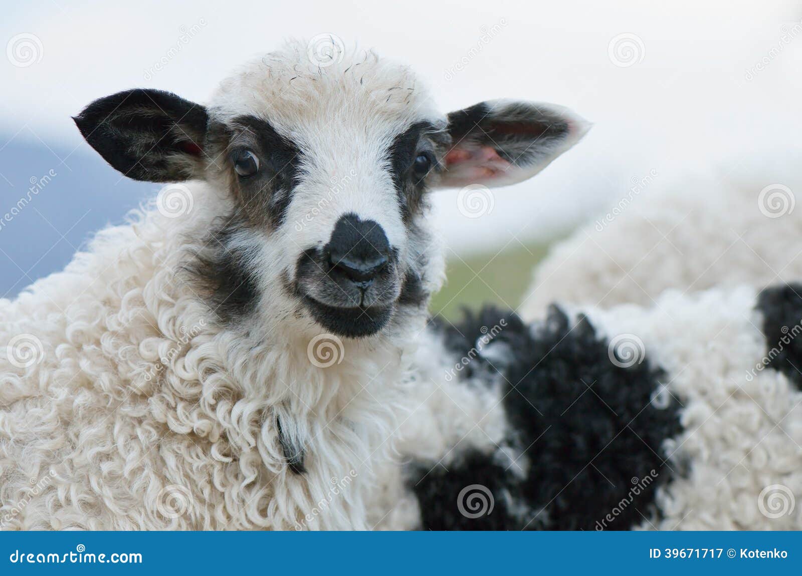 Young sheep stock image. Image of farm, portrait, sheep - 39671717