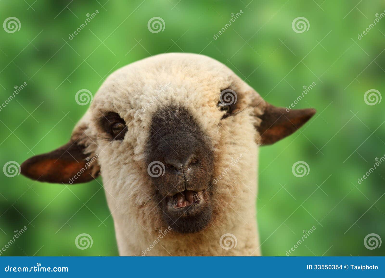 Young sheep portrait stock photo. Image of cute, black - 33550364