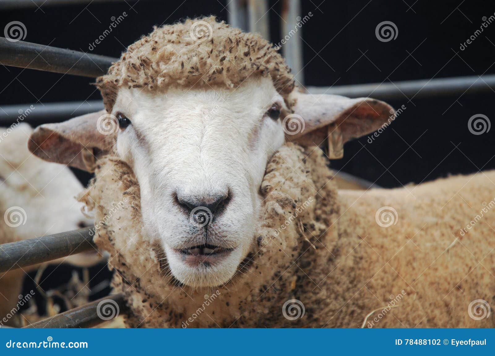 Young Sheep is Smiling and Starring Stock Photo - Image of look ...