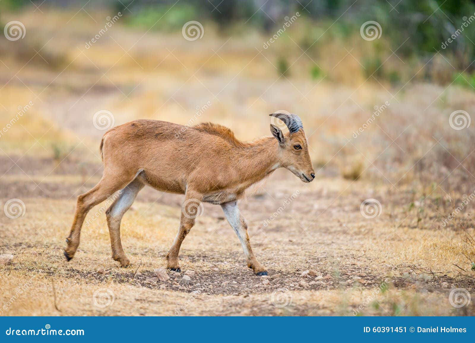 Young Sheep stock image. Image of sheep, bushes, baby - 60391451