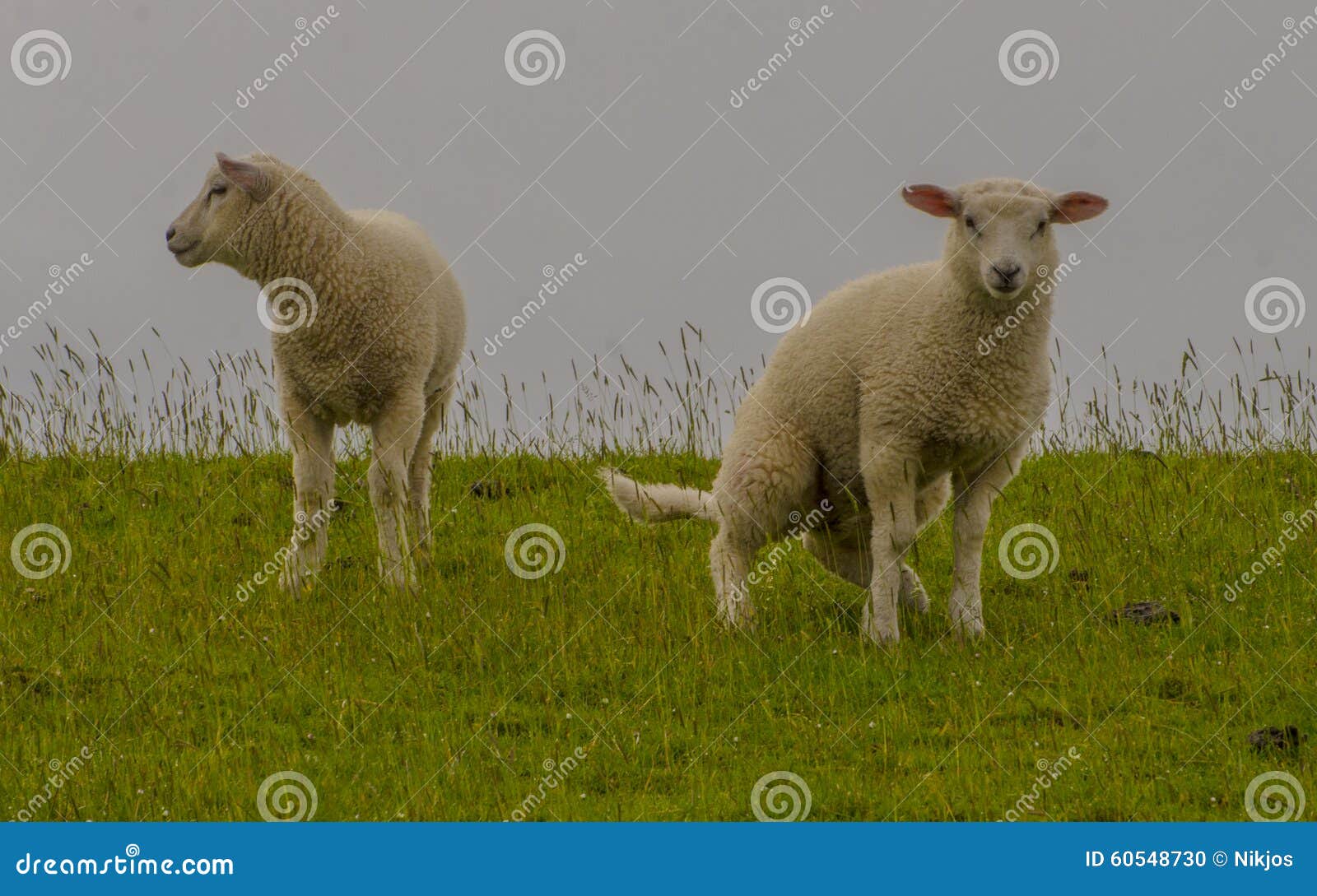 Young Sheep Walk on Green Grass Stock Photo - Image of agricultural ...