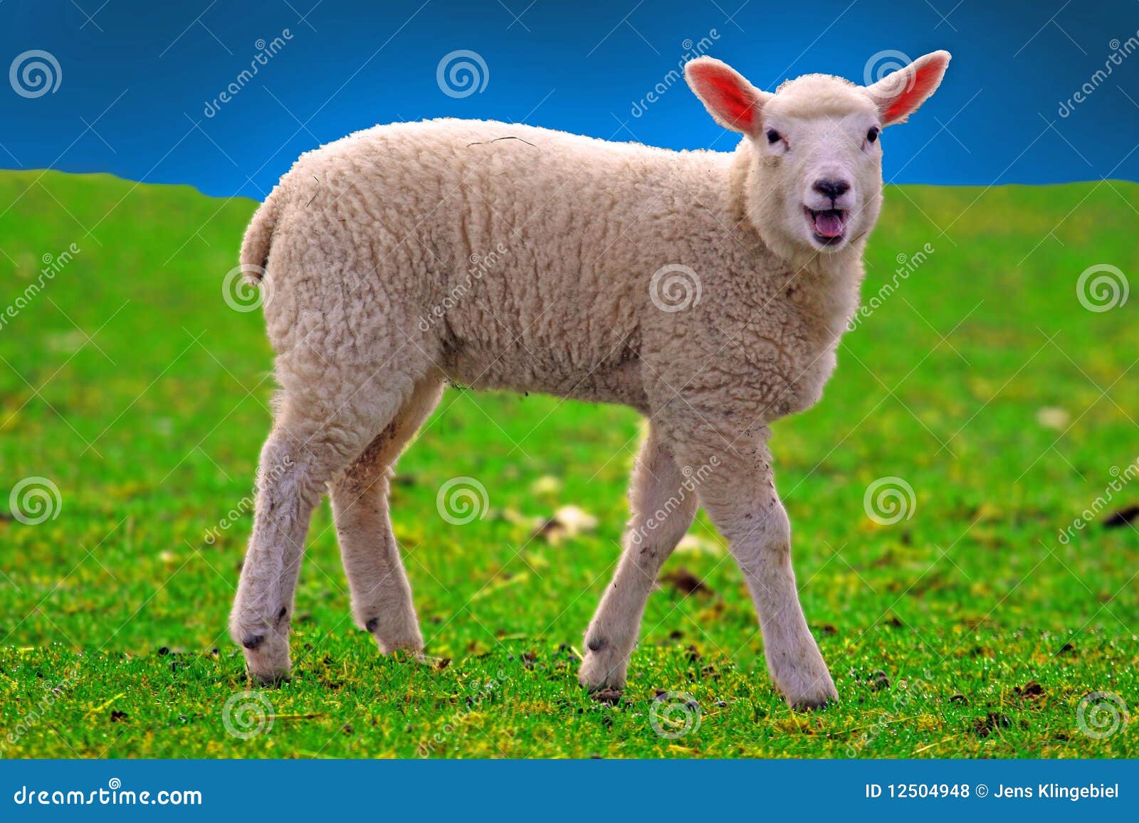 Young sheeps stock photo. Image of field, infant, adolescent - 12504948
