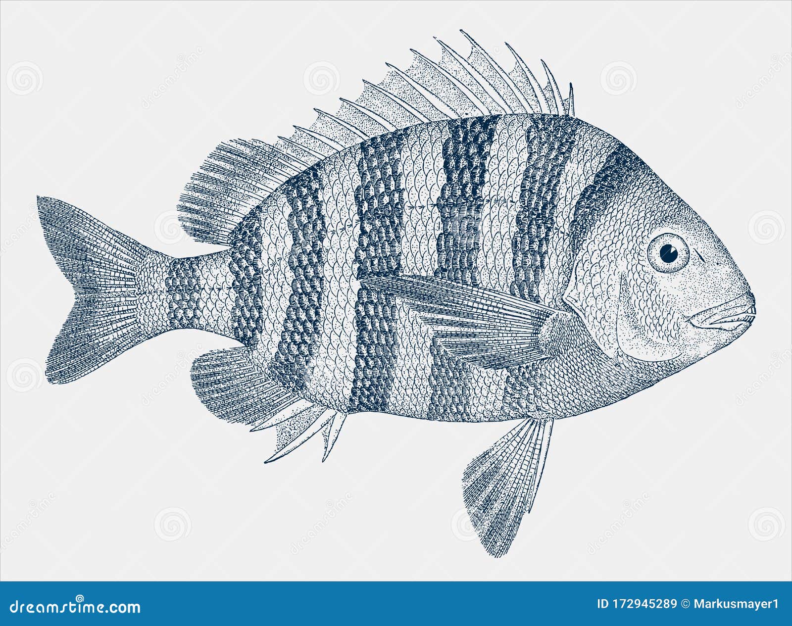 Young Sheepshead Archosargus Probatocephalus, Marine Fish from the ...