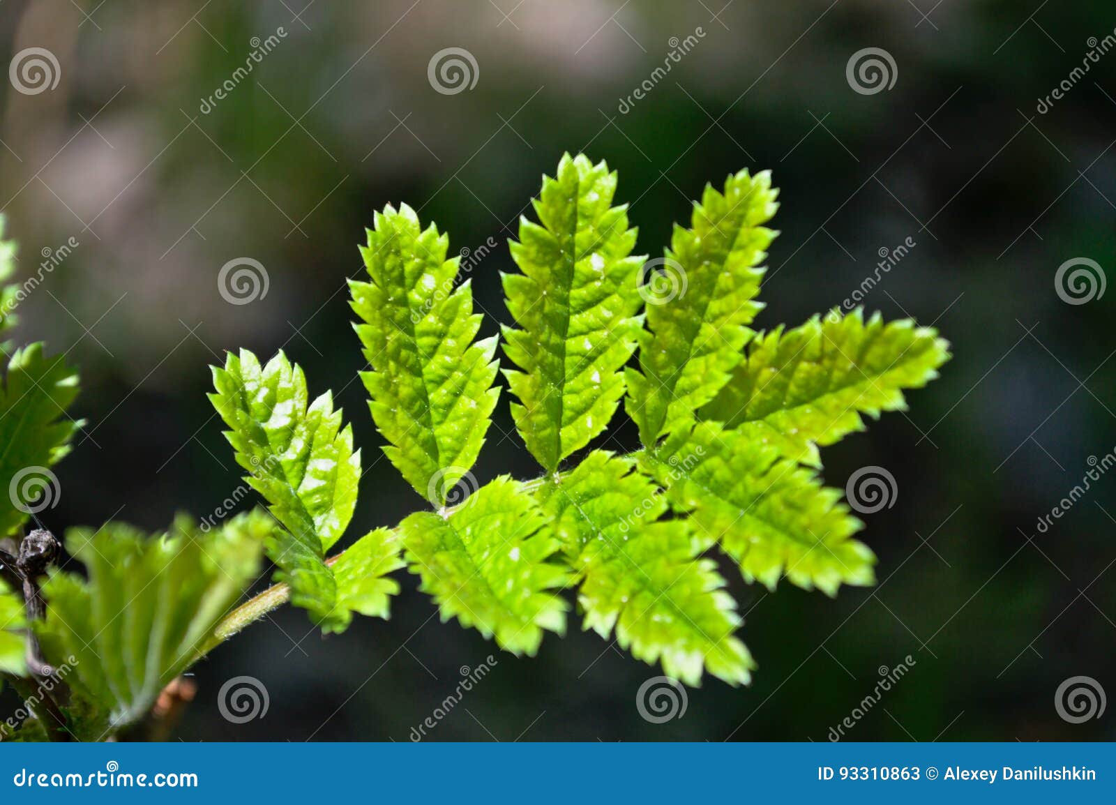 Young Sheet of Mountain Ash. Stock Image - Image of forest, beauty ...