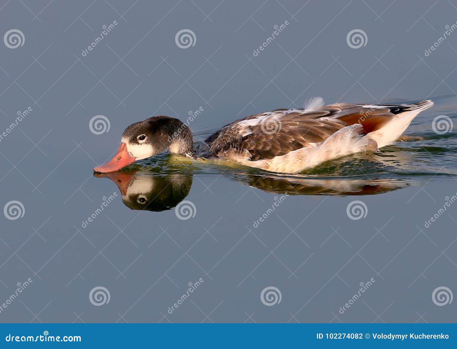 Young Shelduck with Water Reflrction Stock Photo - Image of beauty ...