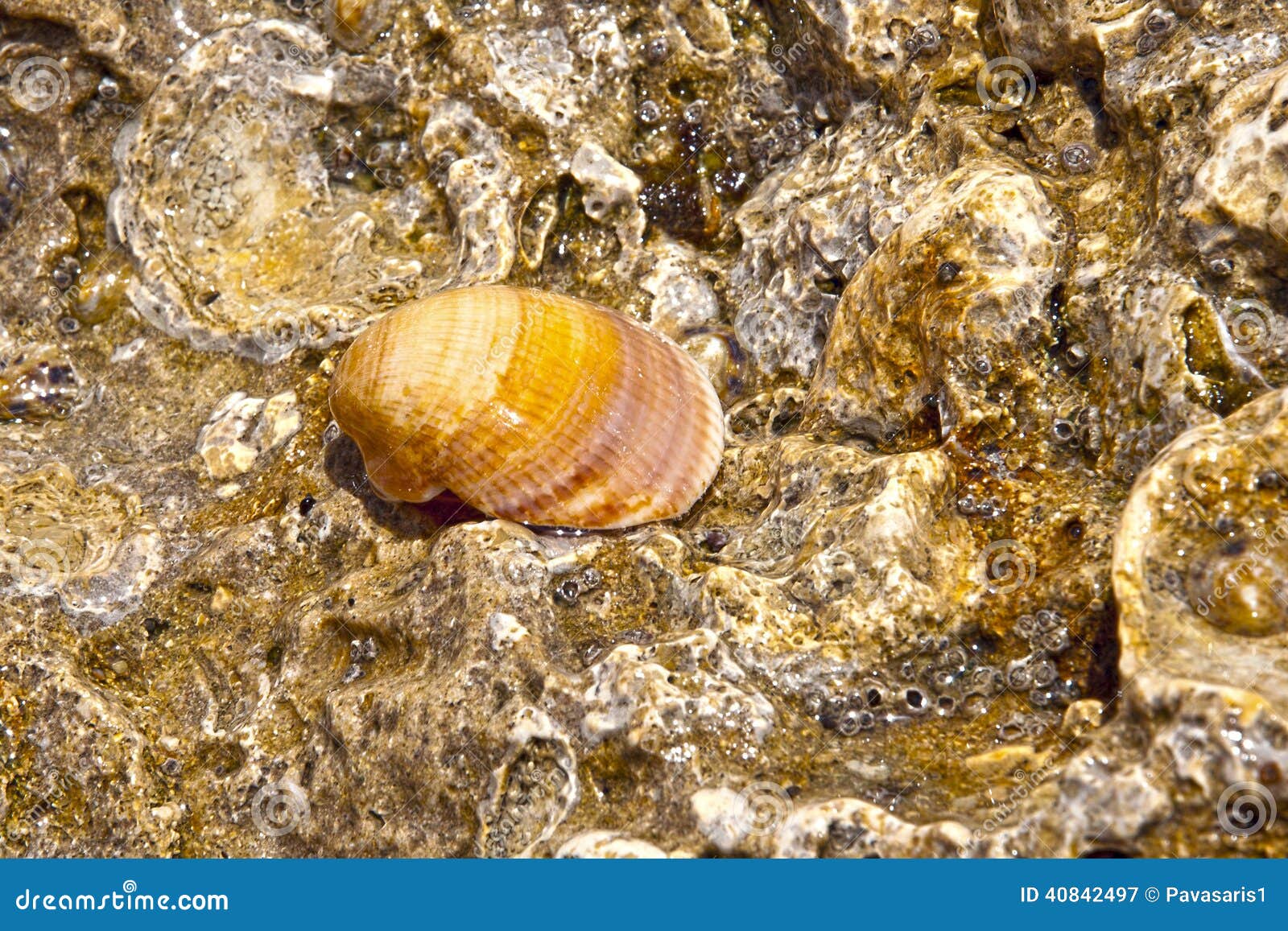 Young shell on the texture stock image. Image of texture - 40842497