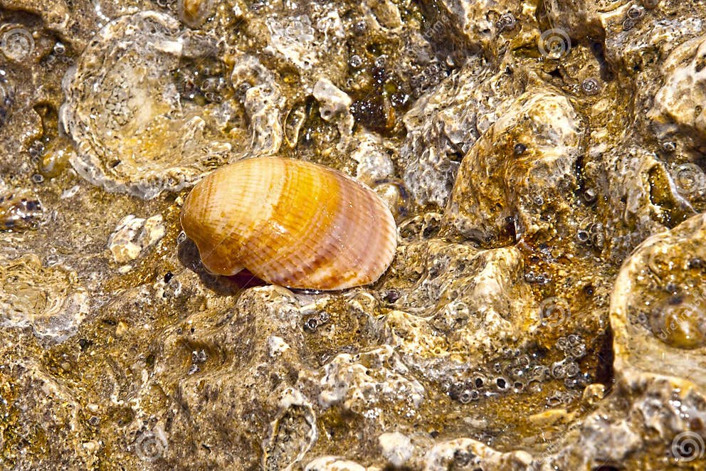 Young shell on the texture stock image. Image of texture - 40842497