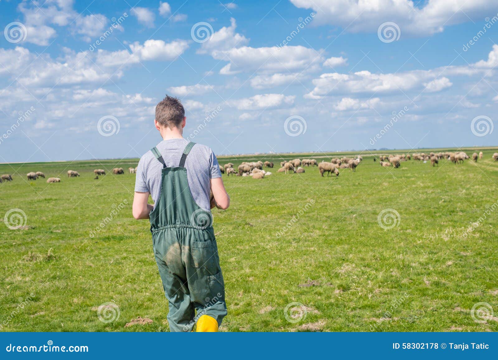 The young shepherd. stock photo. Image of green, born - 58302178